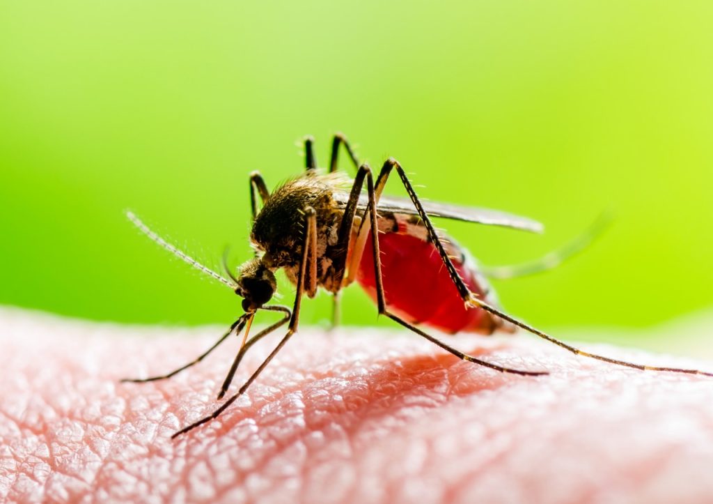 Malaria and Public Health | Best Hospital in Bangalore